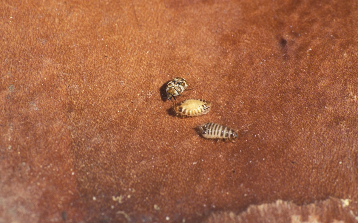 Anthrenus verbasci, Varied Carpet Beetle