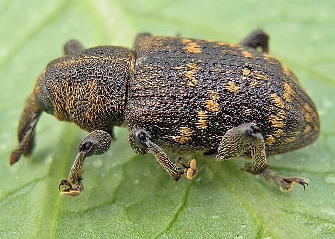 Hylobius abietis