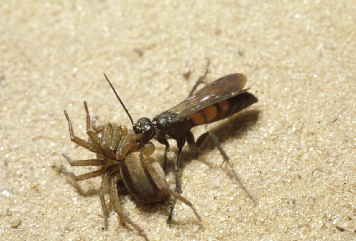 Anoplius viaticus, Black Banded Spider Wasp