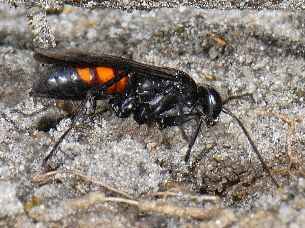 Anoplius viaticus, Black Banded Spider Wasp