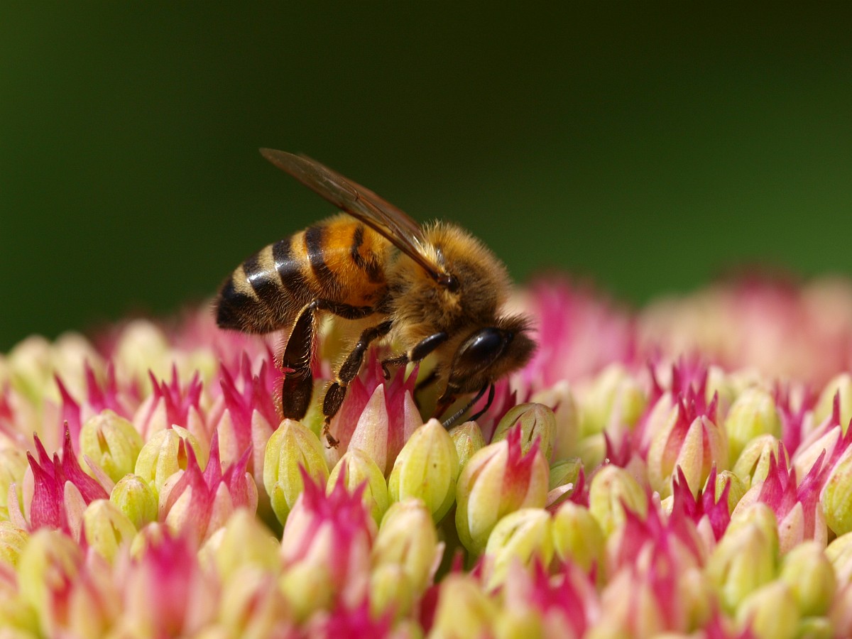 Apis mellifera, Honey Bee
