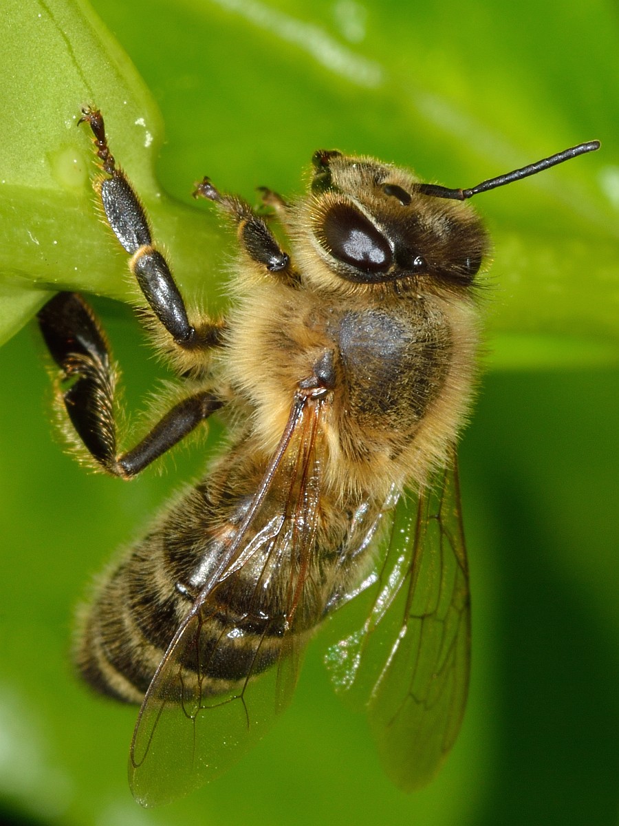 Apis mellifera, Honey Bee