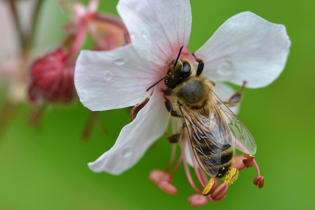 Apis mellifera, Honey Bee
