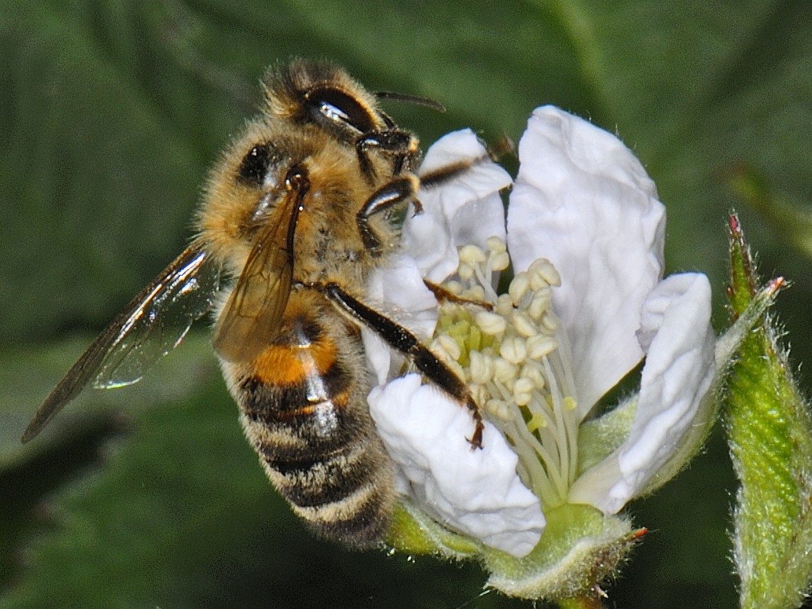 Apis mellifera, Honey Bee