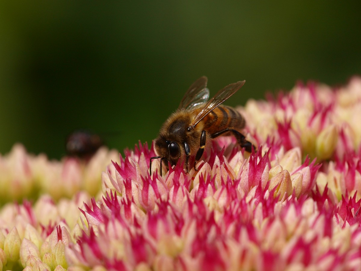 Apis mellifera, Honey Bee
