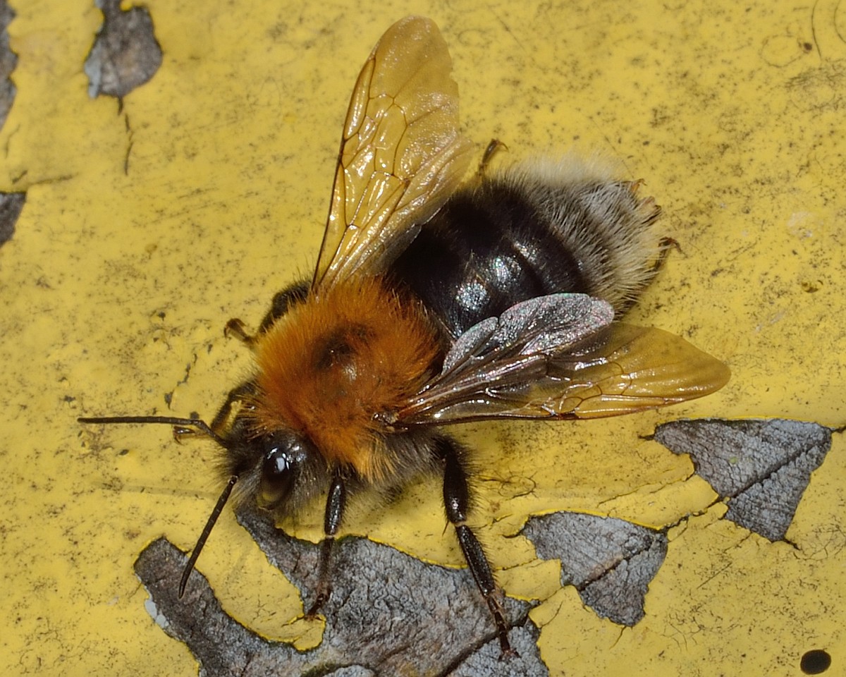 Bombus hypnorum, New Garden Bumblebee