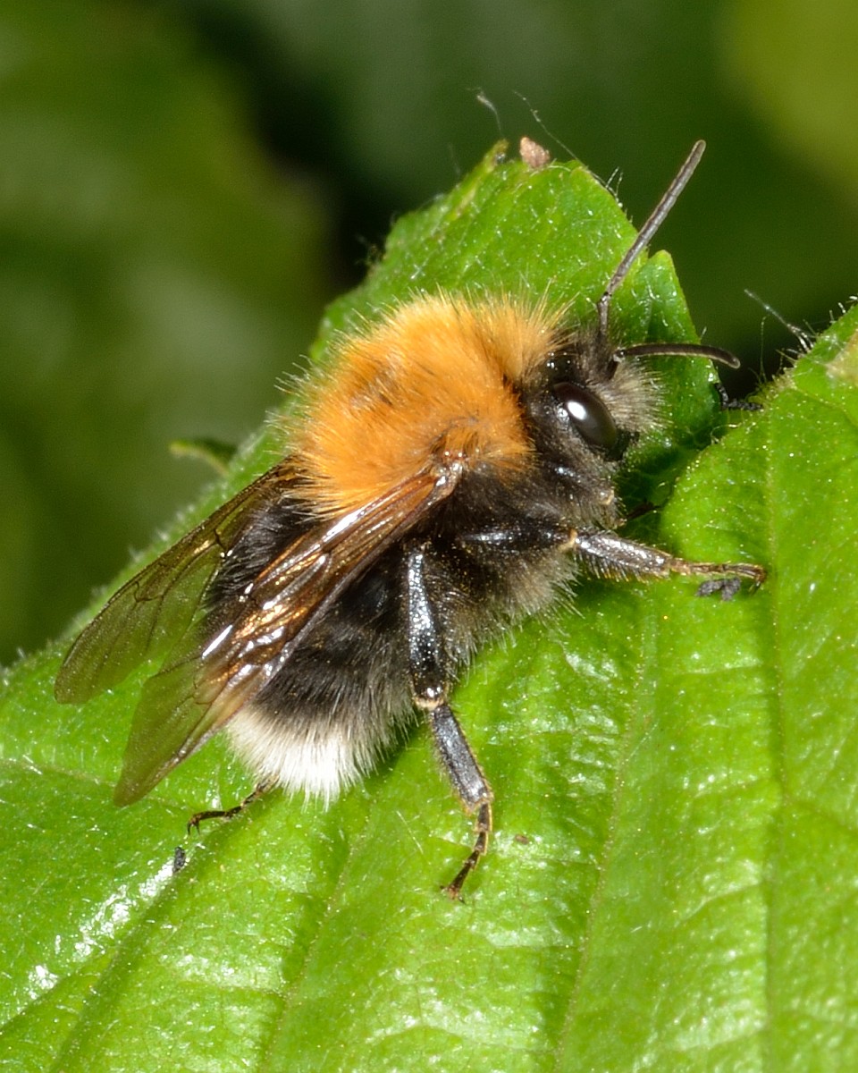 Bombus hypnorum, New Garden Bumblebee