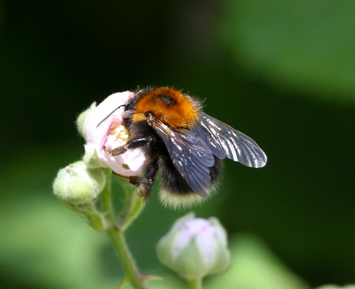 Bombus hypnorum, New Garden Bumblebee