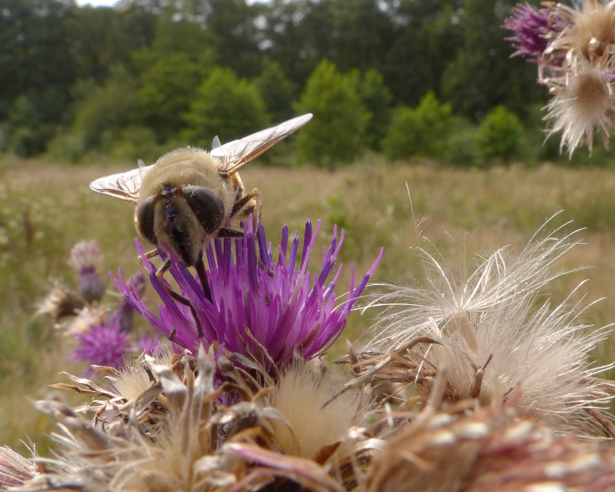 Eristalis tenax
