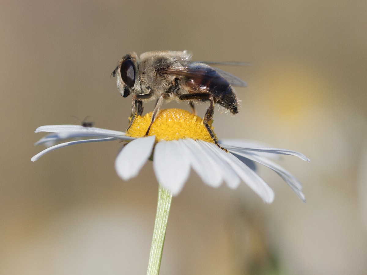 Eristalis tenax