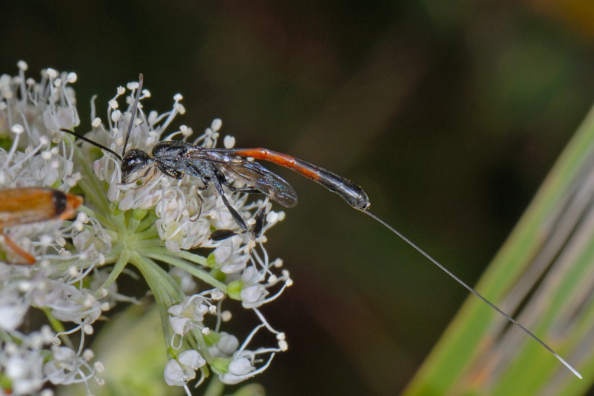 Gasteruption jaculator