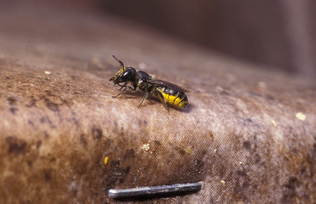 Heriades truncorum, Daisy Carpenter Bee
