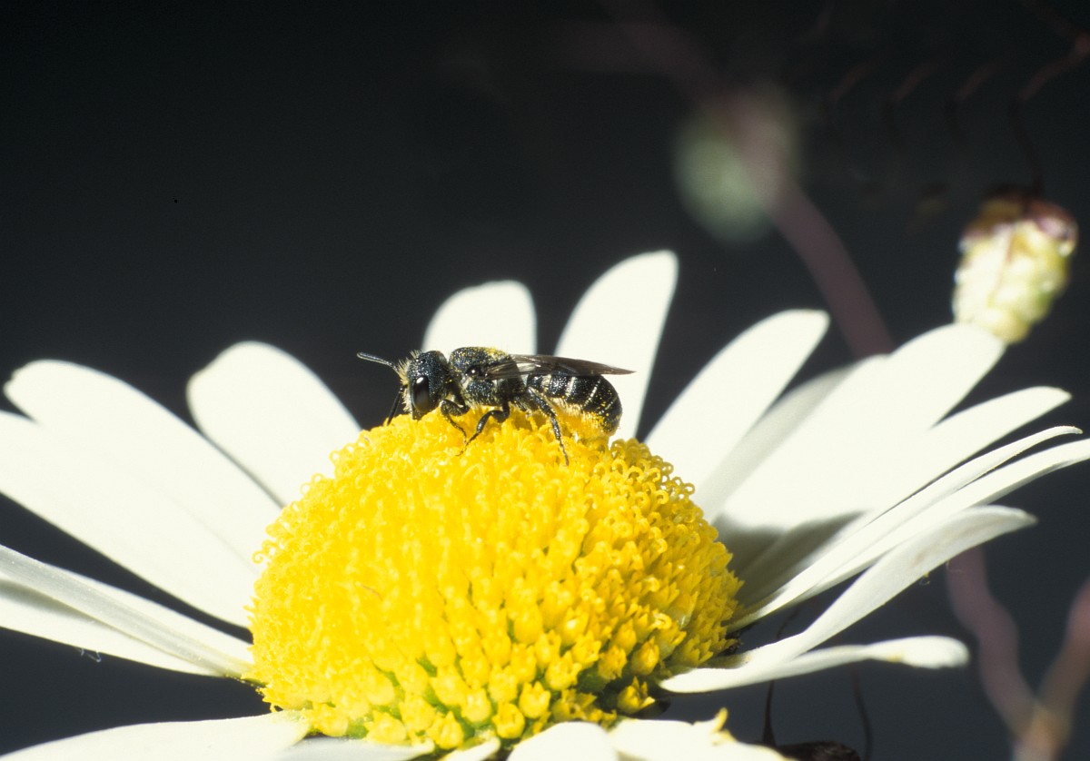 Heriades truncorum, Daisy Carpenter Bee