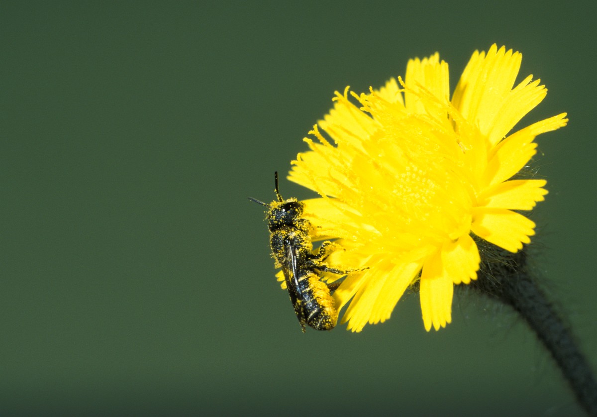 Heriades truncorum, Daisy Carpenter Bee