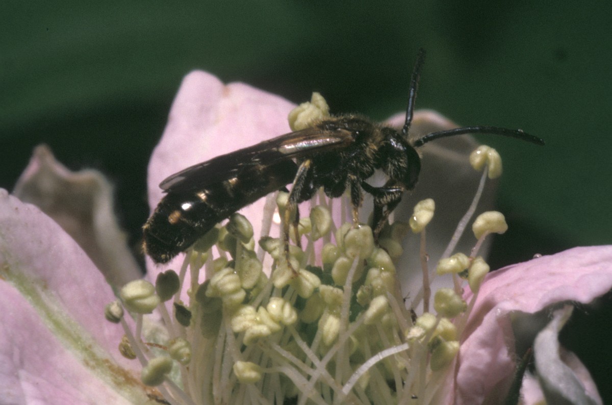 Lasioglossum calceatum, Slender Mining Bee