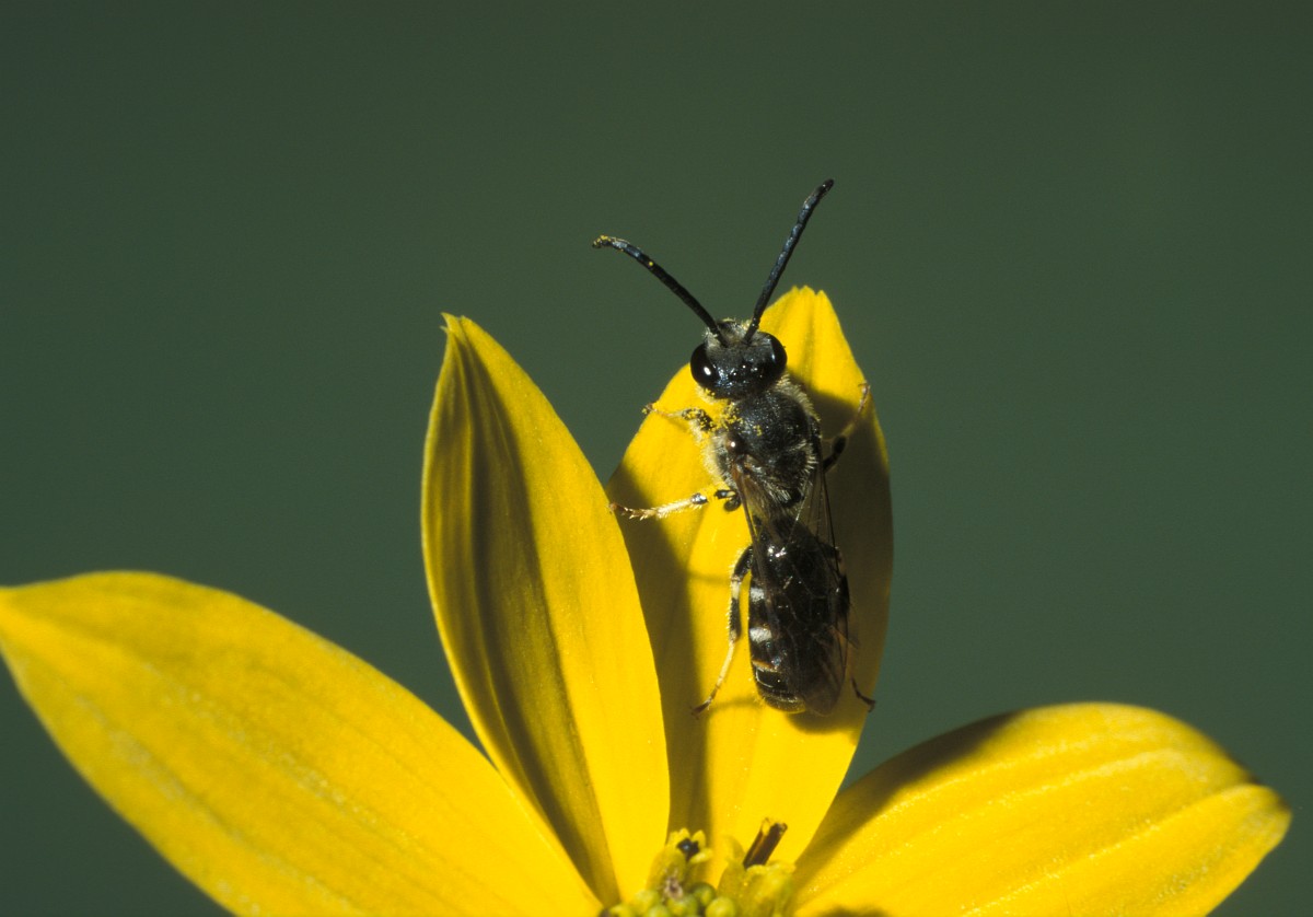 Lasioglossum calceatum, Slender Mining Bee