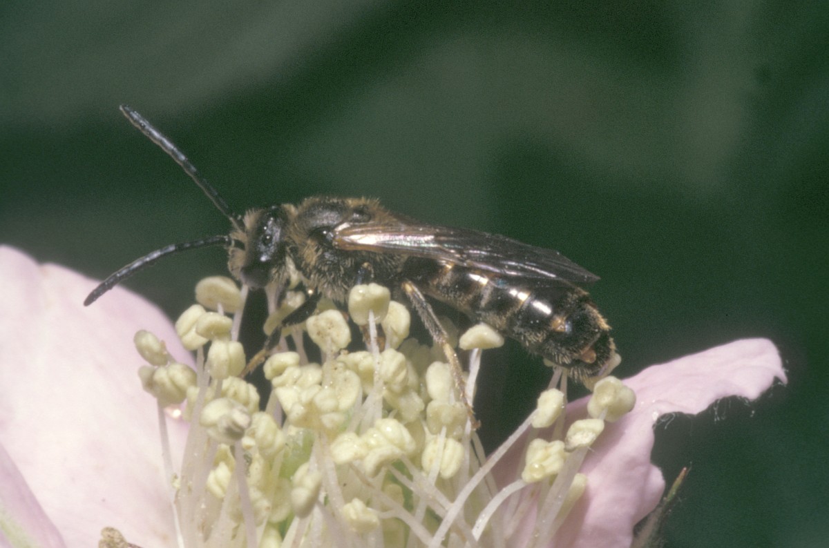 Lasioglossum calceatum, Slender Mining Bee