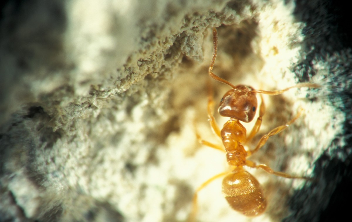 Lasius flavus, Yellow meadow ant
