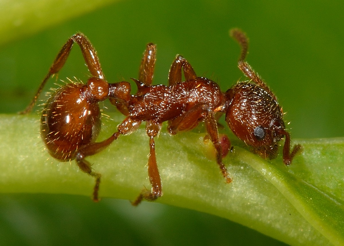 Myrmica rubra