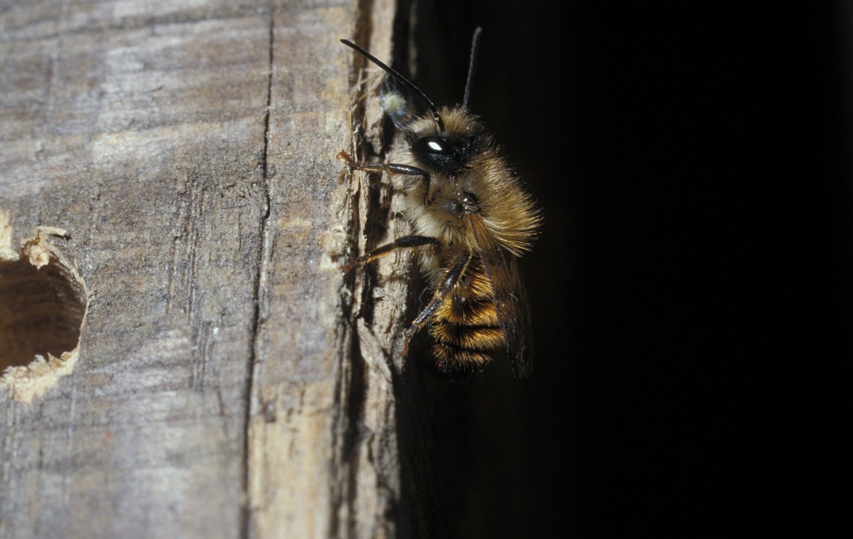 Osmia rufa, Red Mason Bee