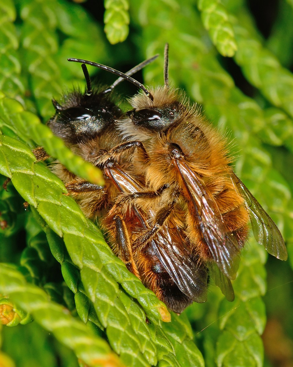 Osmia rufa, Red Mason Bee