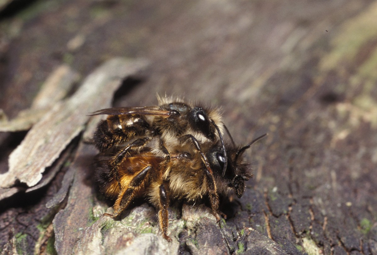Osmia rufa, Red Mason Bee