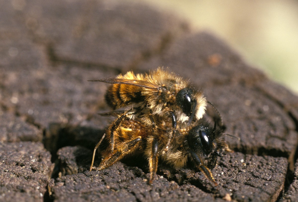Osmia rufa, Red Mason Bee