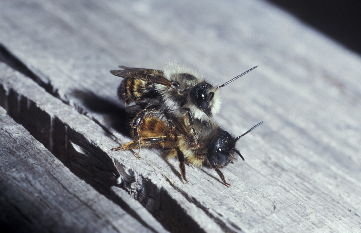 Osmia rufa, Red Mason Bee