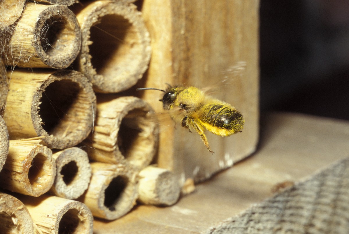 Osmia rufa, Red Mason Bee