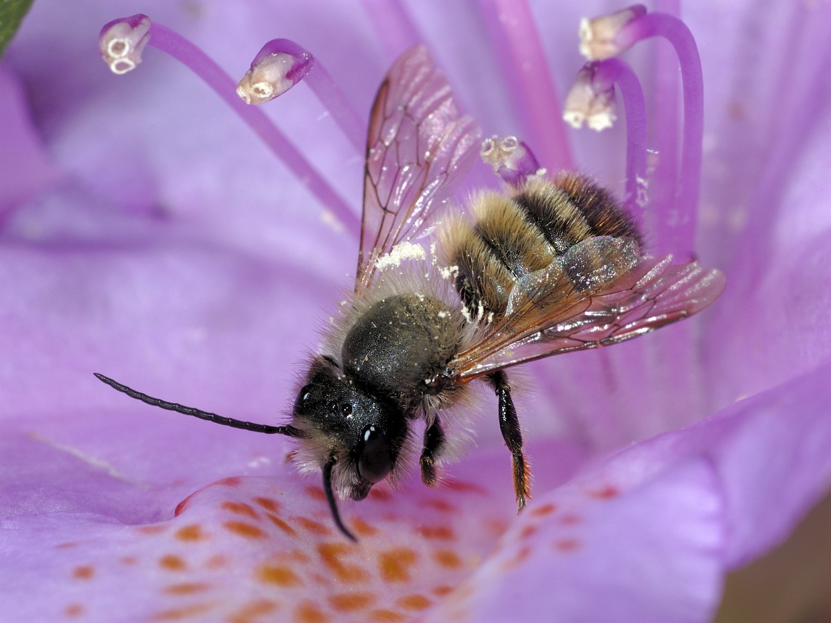 Osmia rufa, Red Mason Bee