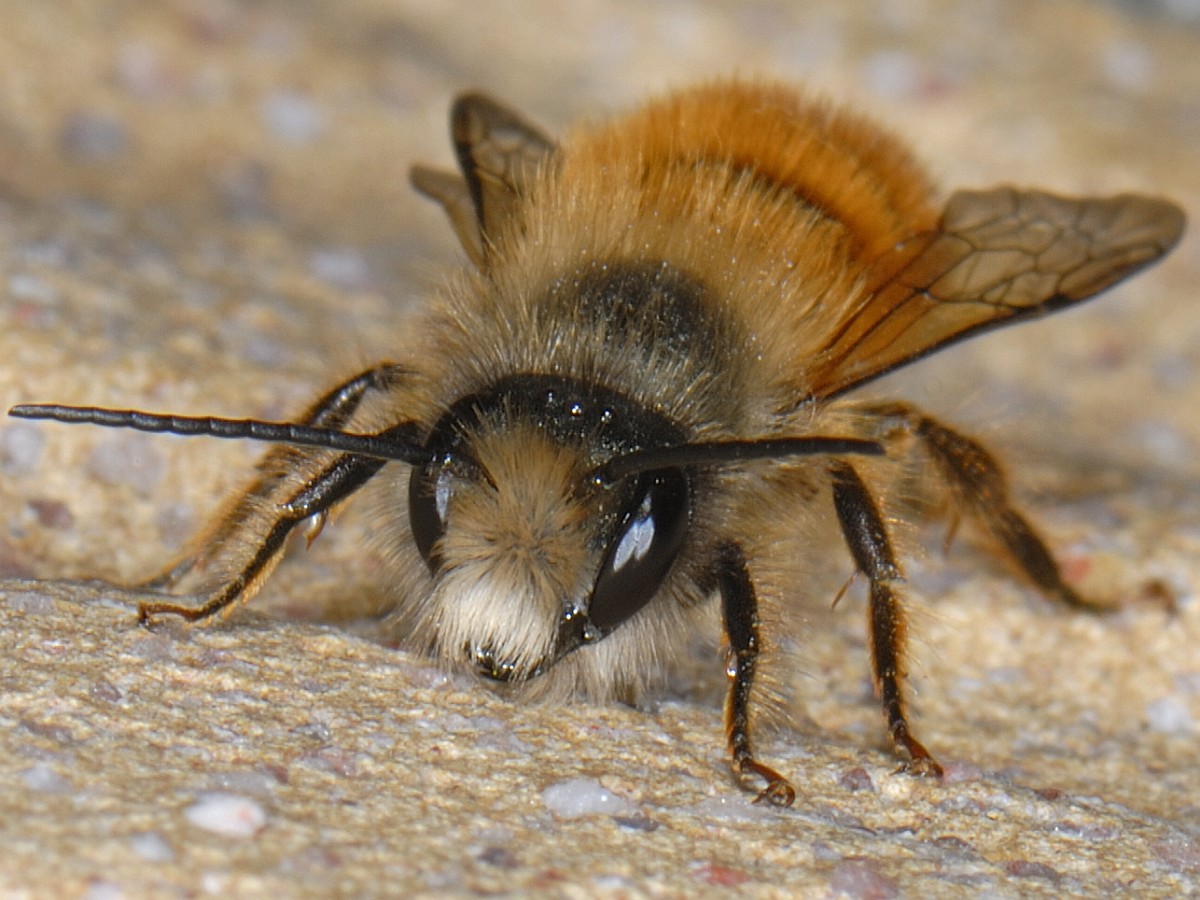 Osmia rufa, Red Mason Bee