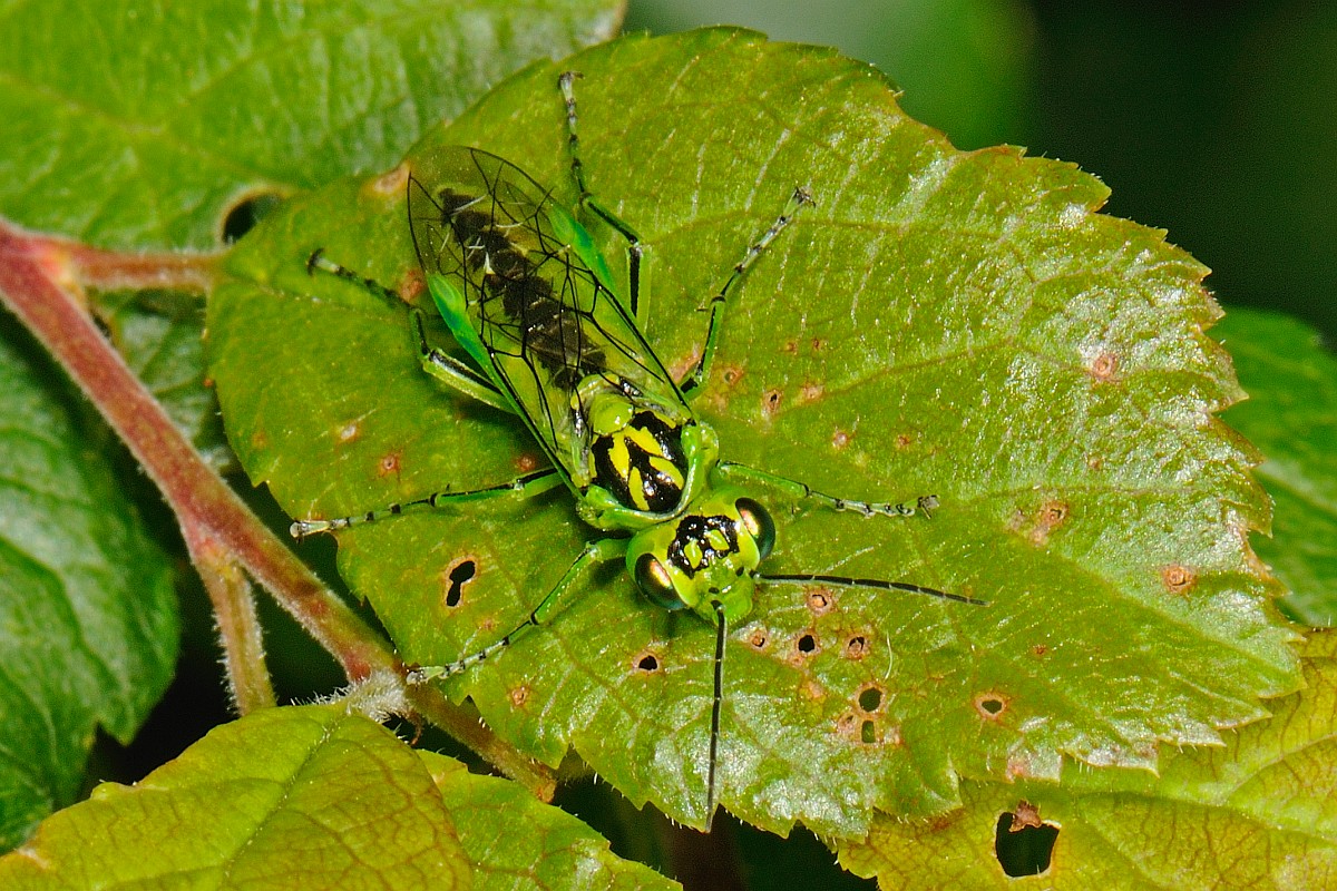 Rhogogaster viridis