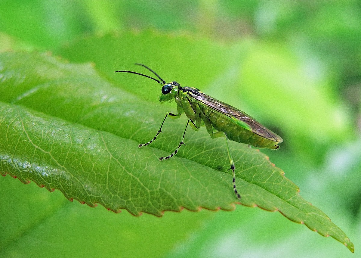 Rhogogaster viridis