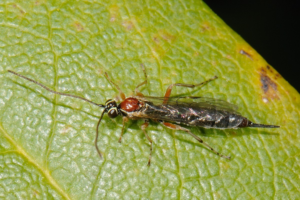 Tromatobia lineatoria