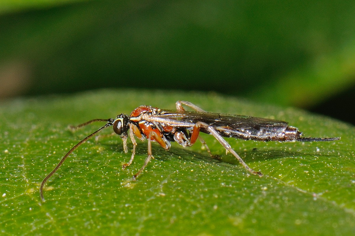Tromatobia lineatoria