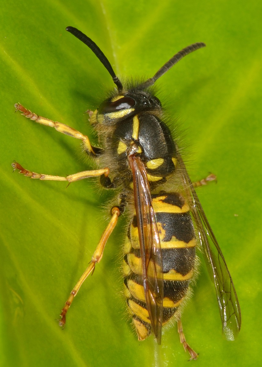 Vespula vulgaris, Common Wasp