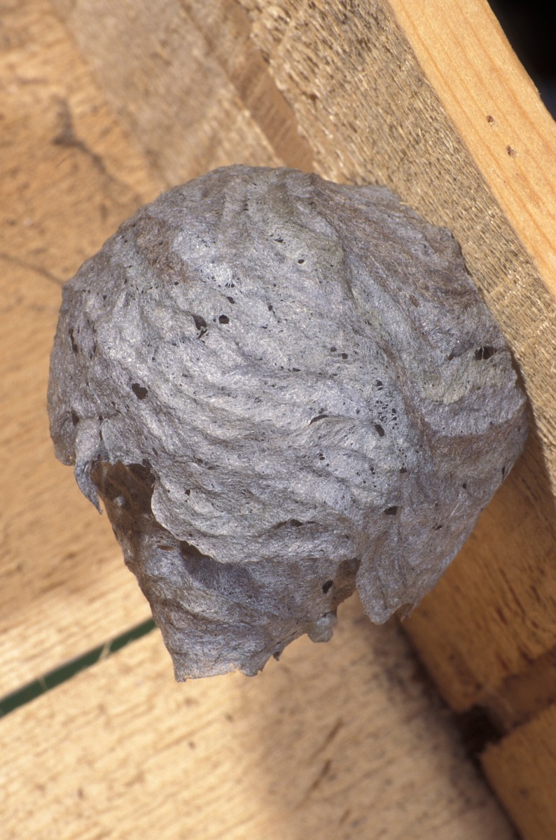 Vespula vulgaris, Common Wasp