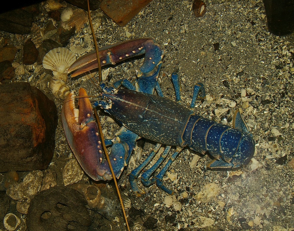 Homarus gammarus, Common Lobster