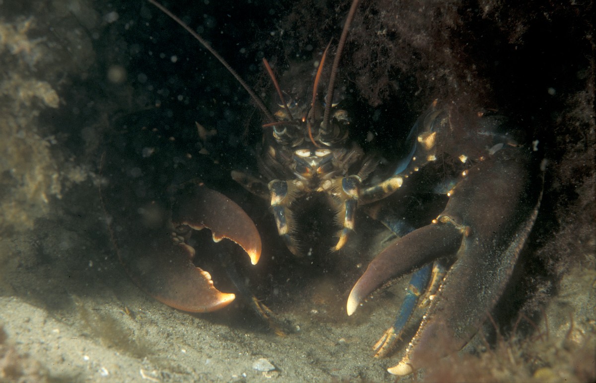 Homarus gammarus, Common Lobster