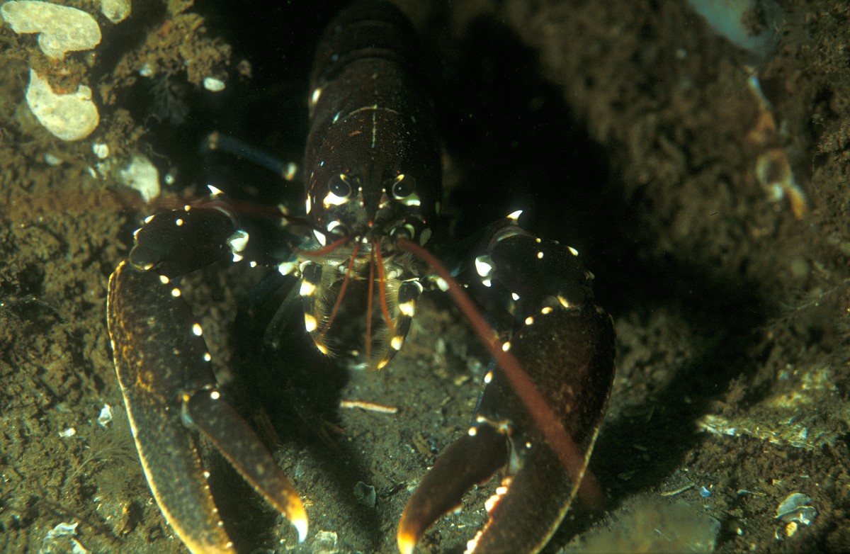 Homarus gammarus, Common Lobster