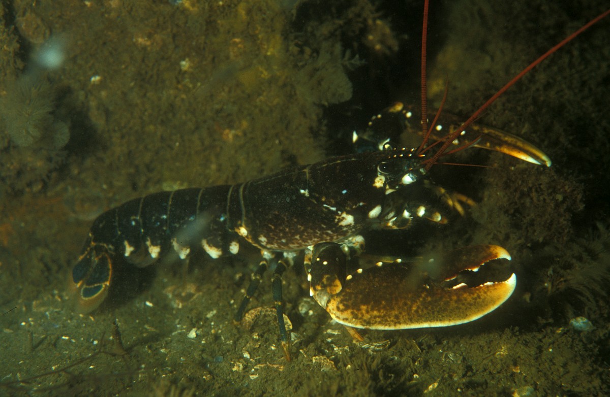 Homarus gammarus, Common Lobster