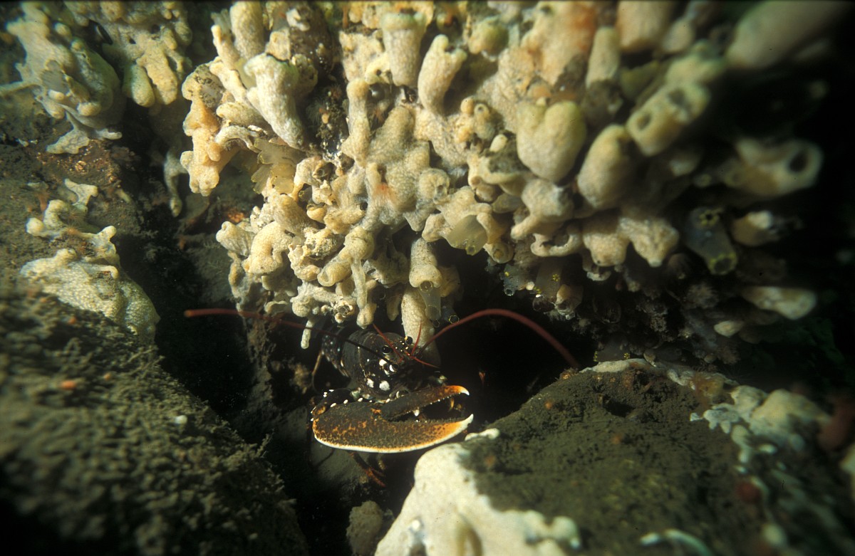 Homarus gammarus, Common Lobster