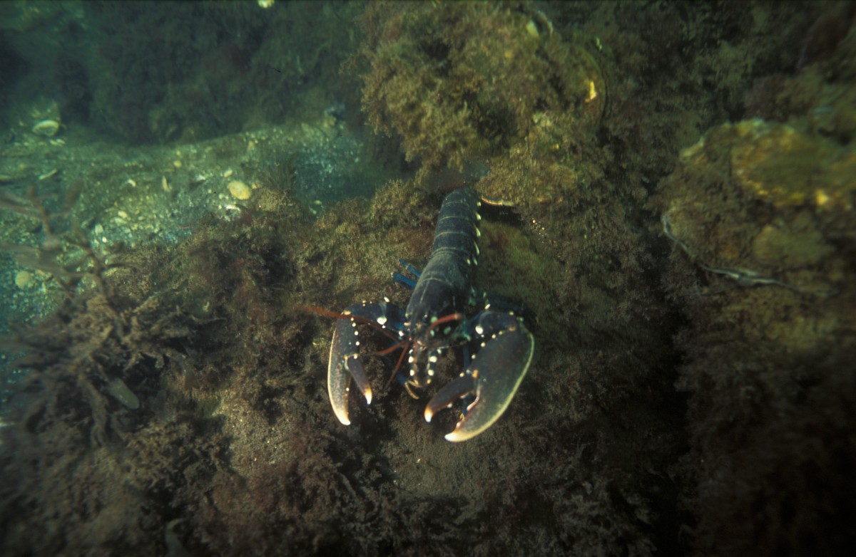 Homarus gammarus, Common Lobster