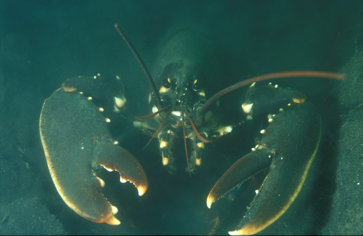 Homarus gammarus, Common Lobster