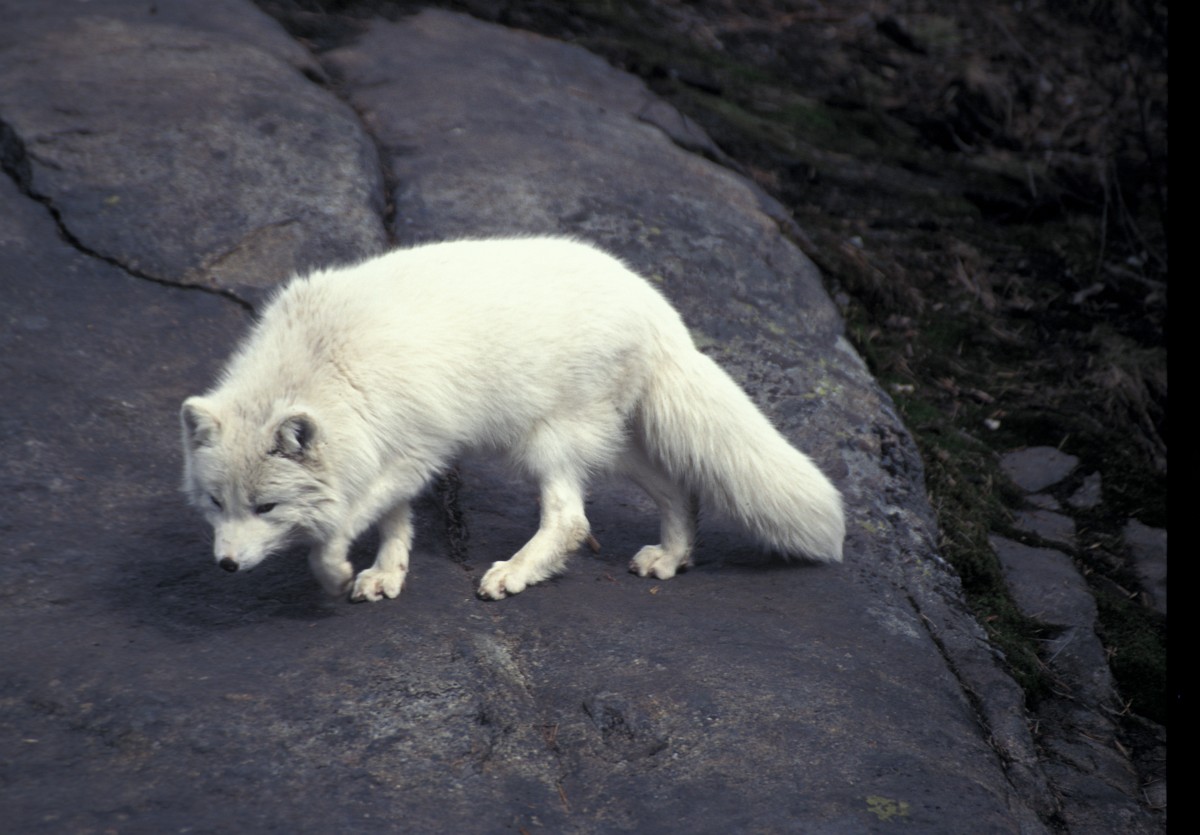 Alopex lagopus, Arctic Fox