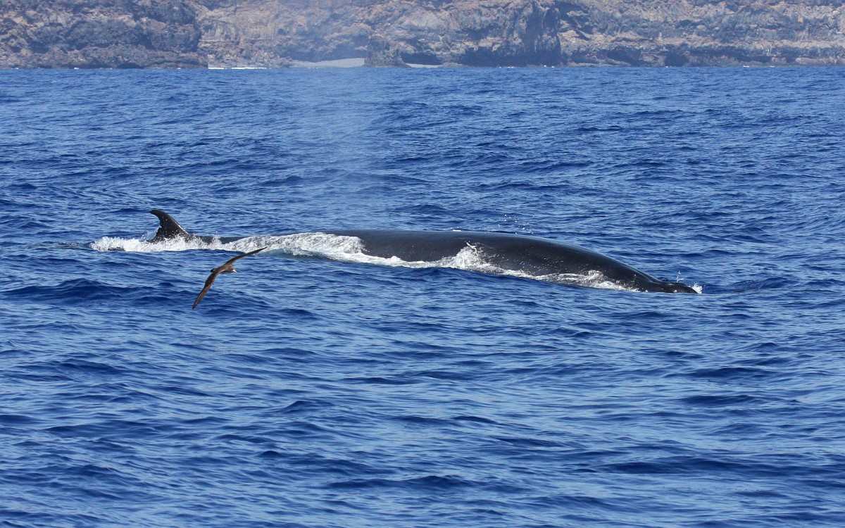 Balaenoptera edeni, Bryde s Whale