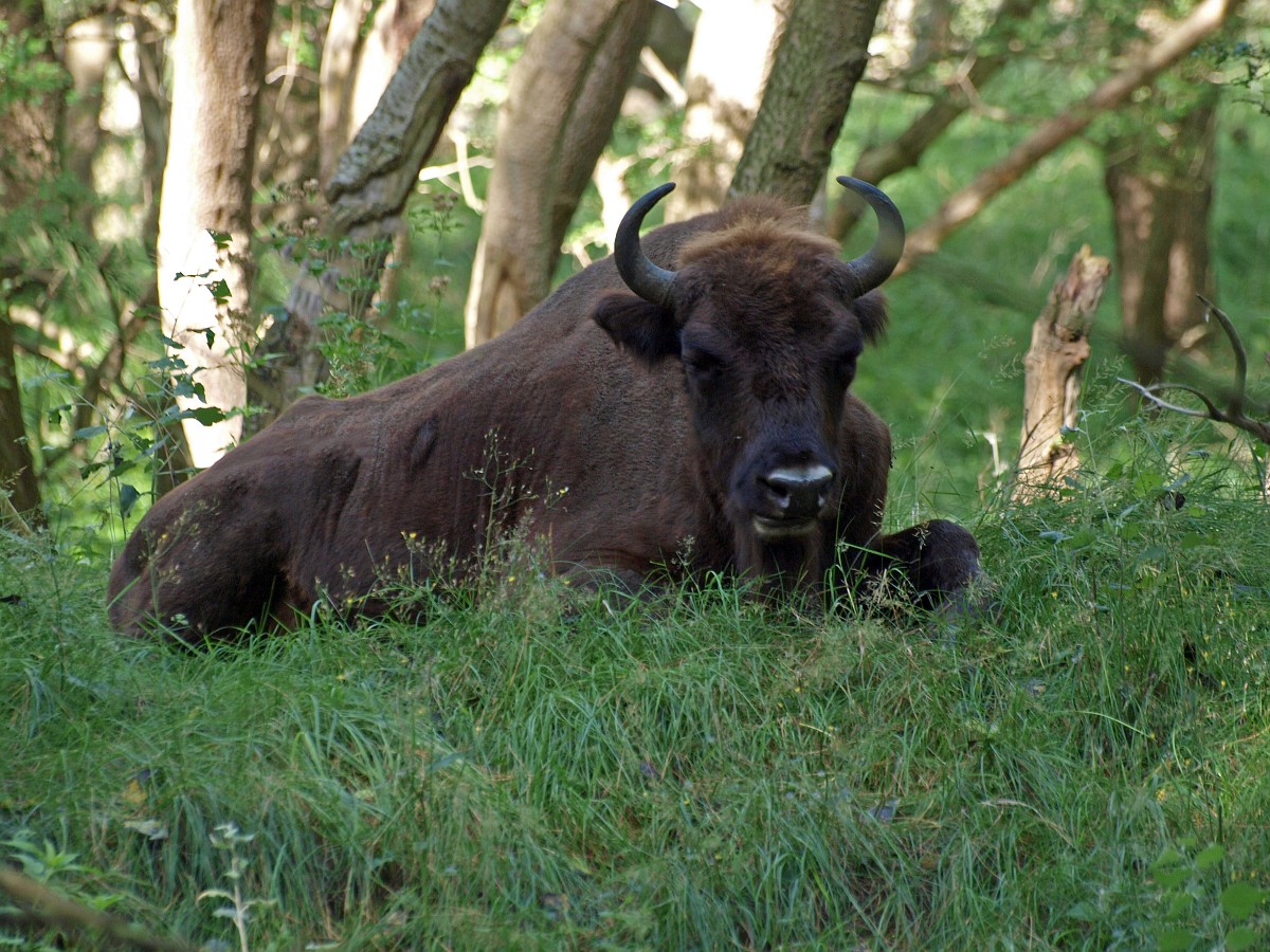Bison bonasus, European Wisent