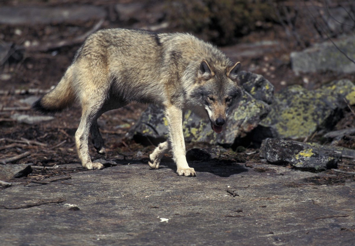 Canis lupus, Wolf