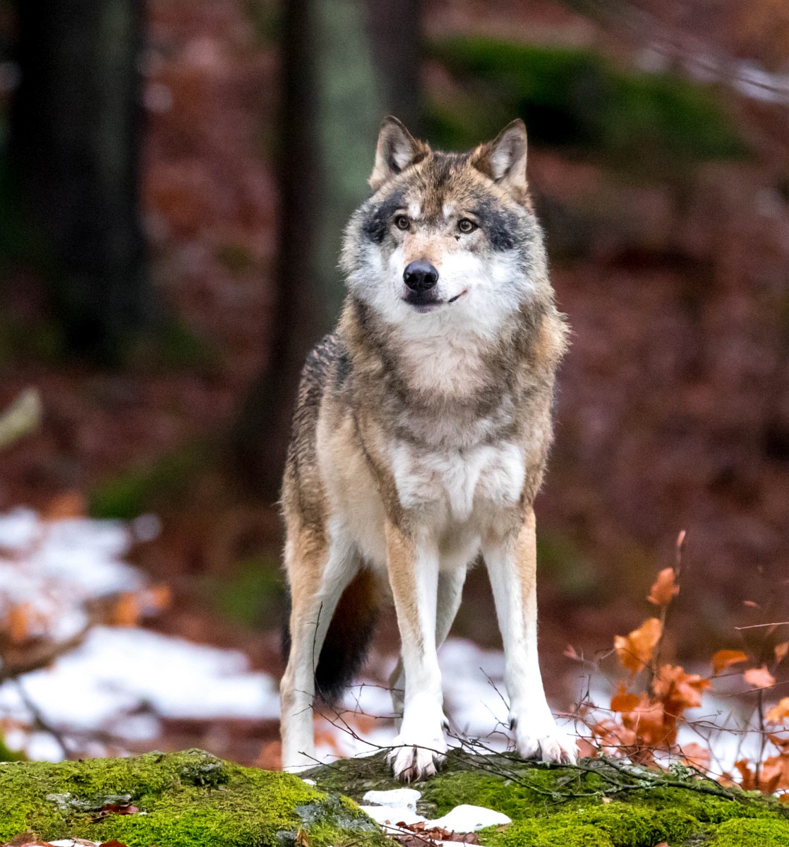 Canis lupus, Wolf