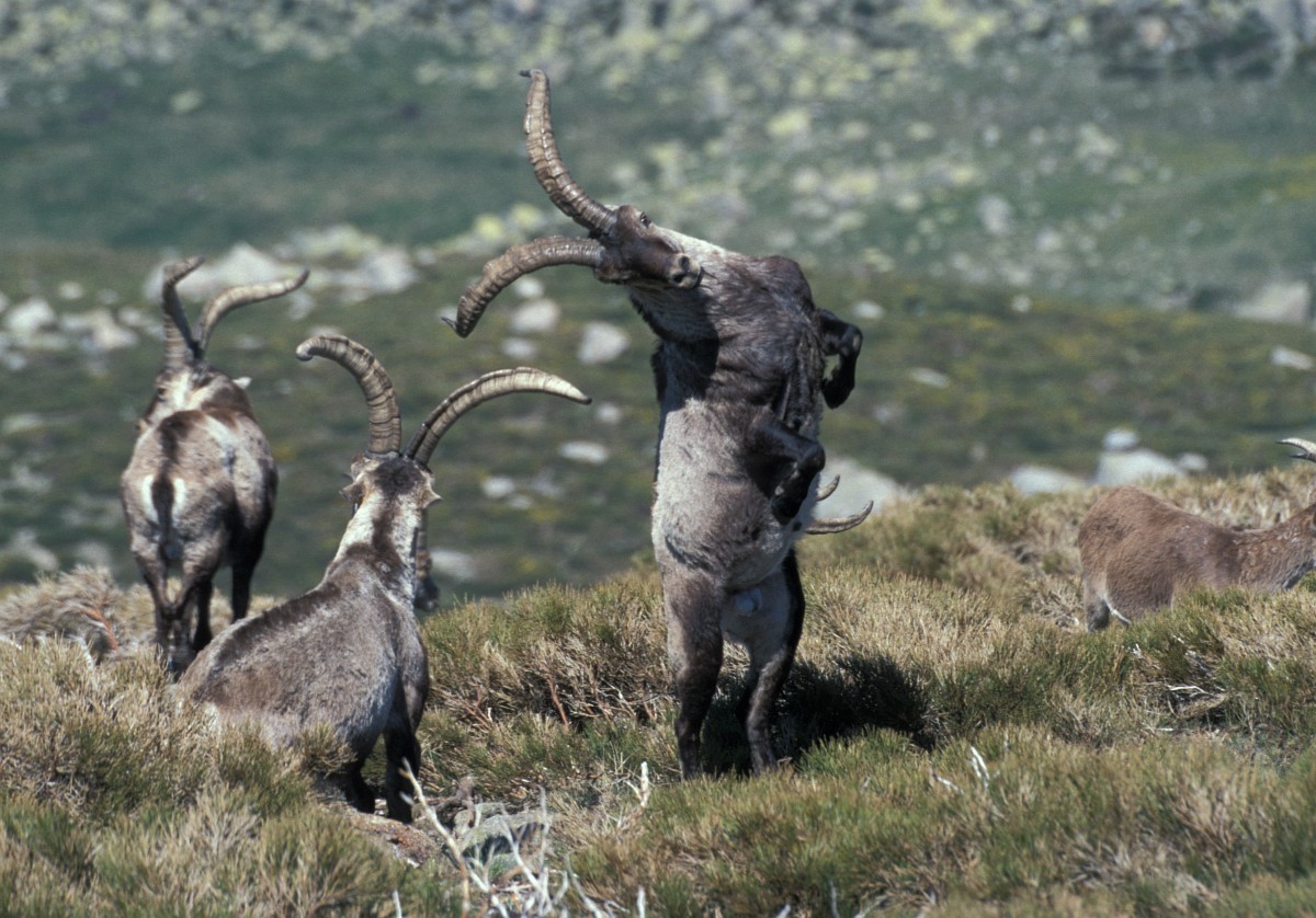 Capra pyrenaica, Spanish Ibex